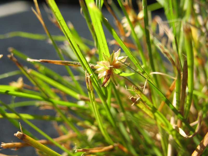 Perennial Grassy Weeds In Lawns And Gardens